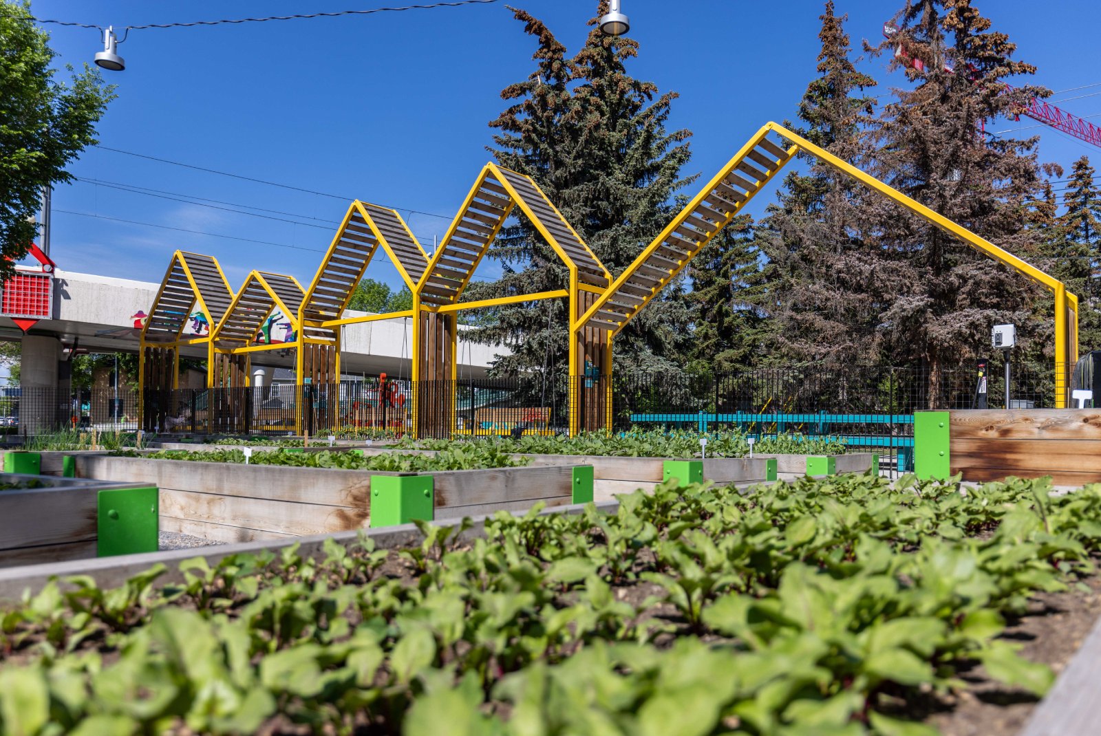 Farm the City