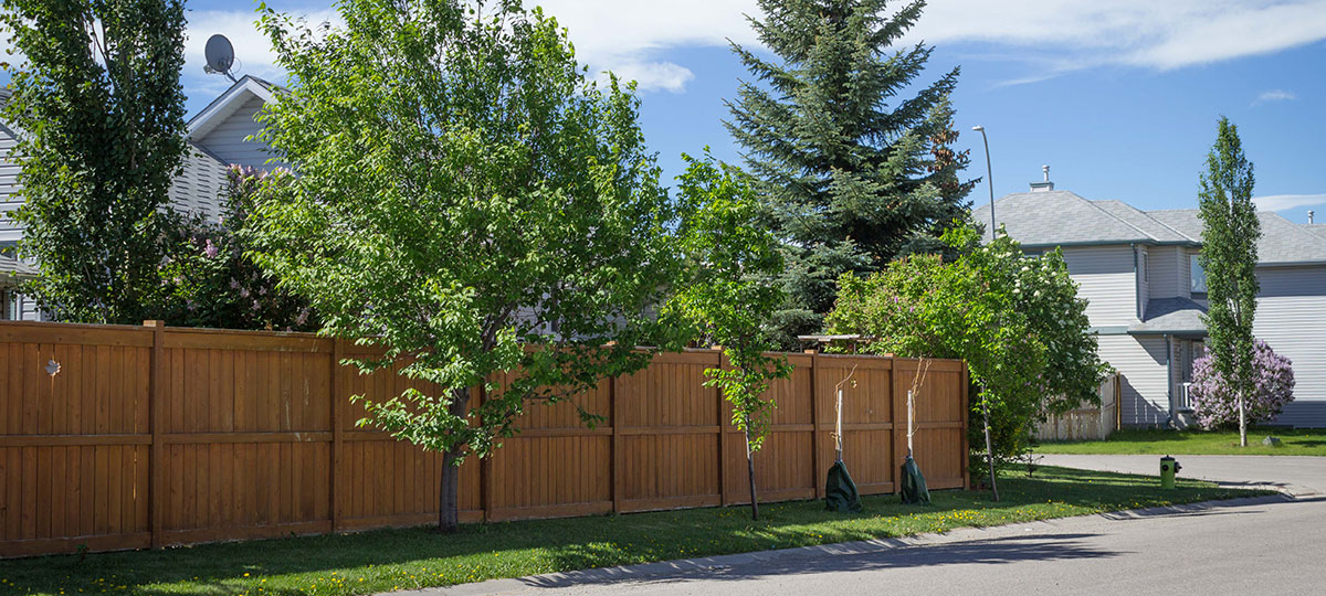 Tree care and education
