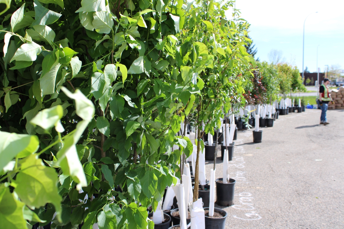 Neighbourhood tree planting in Saddle Ridge