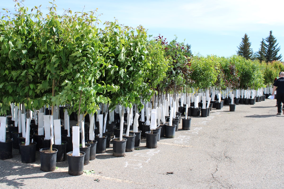 Branching out tree program