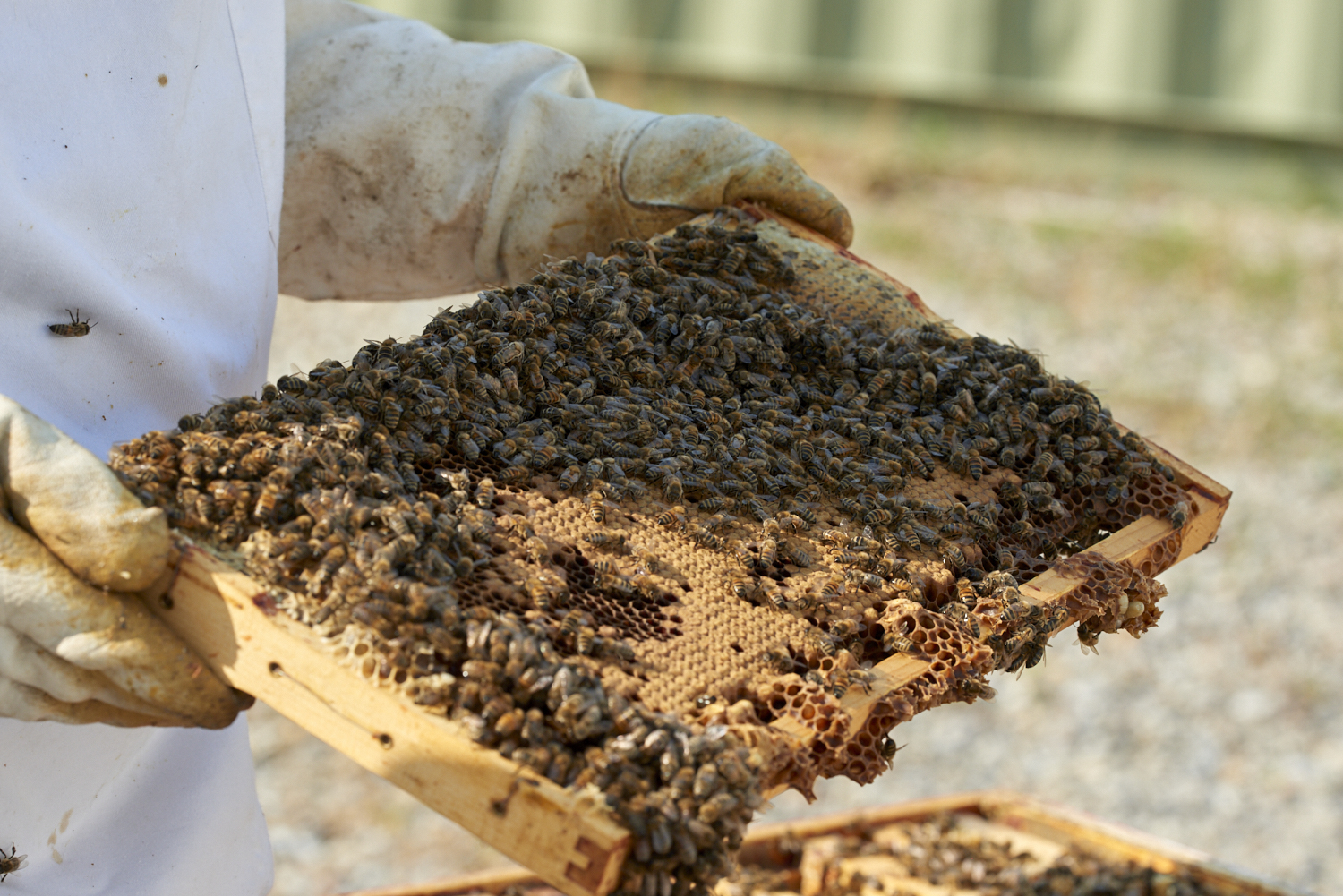 Urban beekeeping and licensing