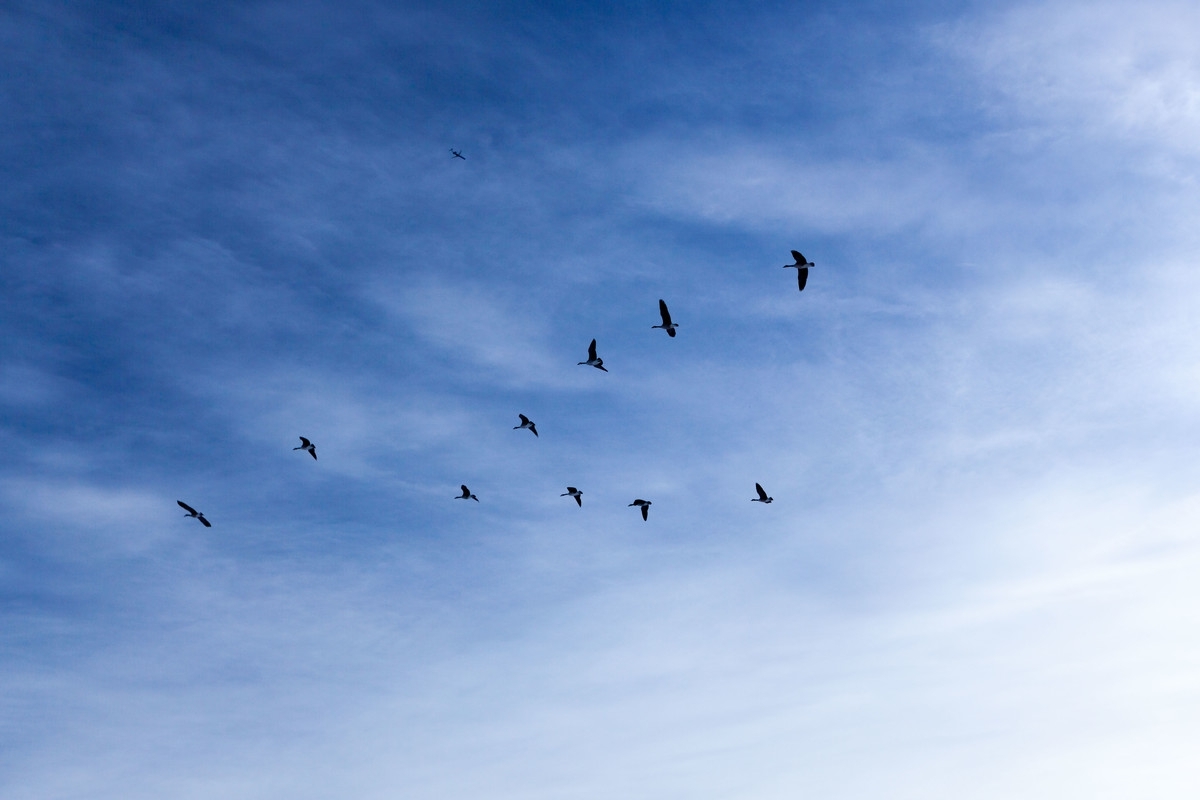 White Goose Flying Report Calls to Action